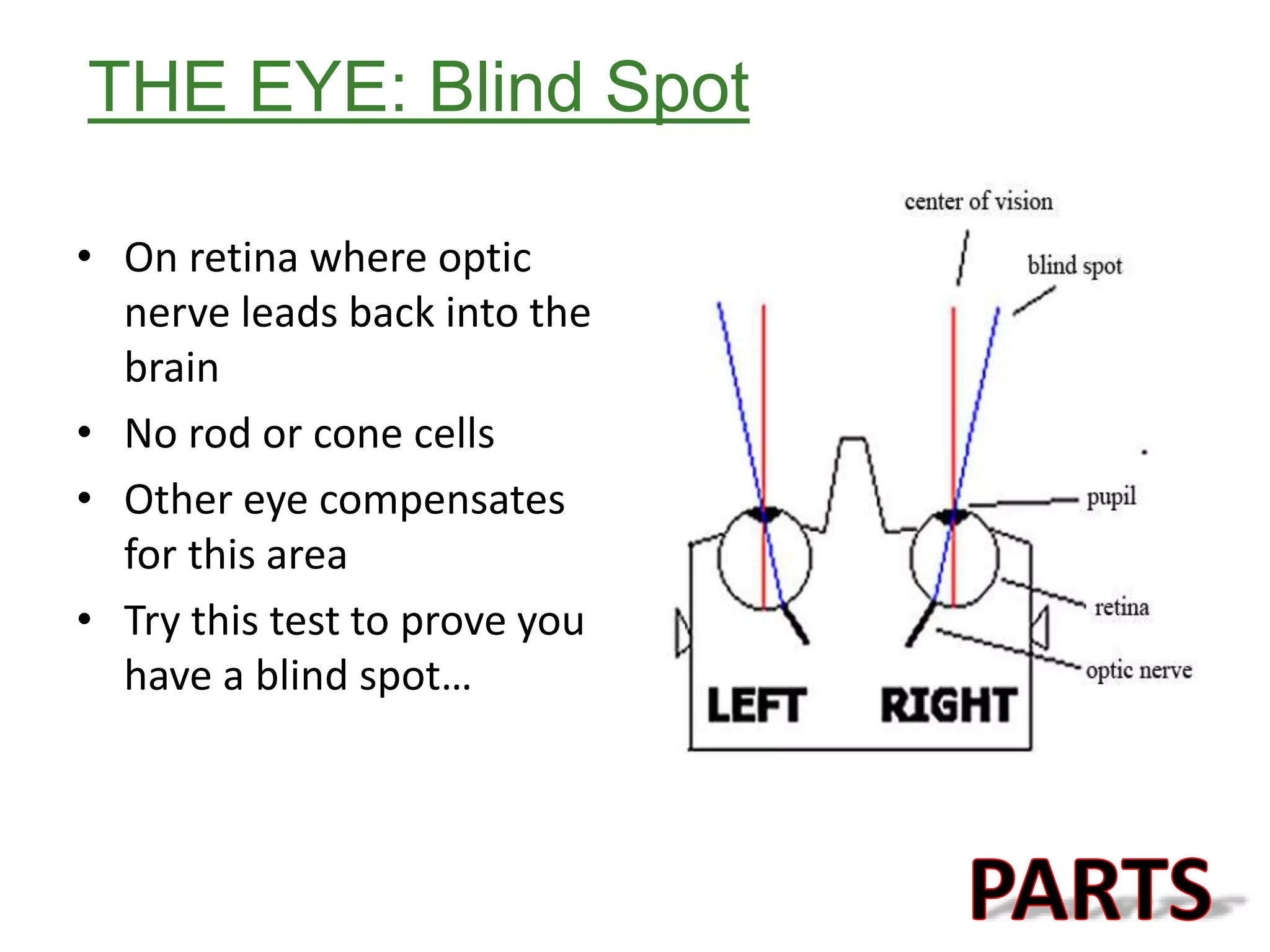 The Human Eye PowerPoint.pptx