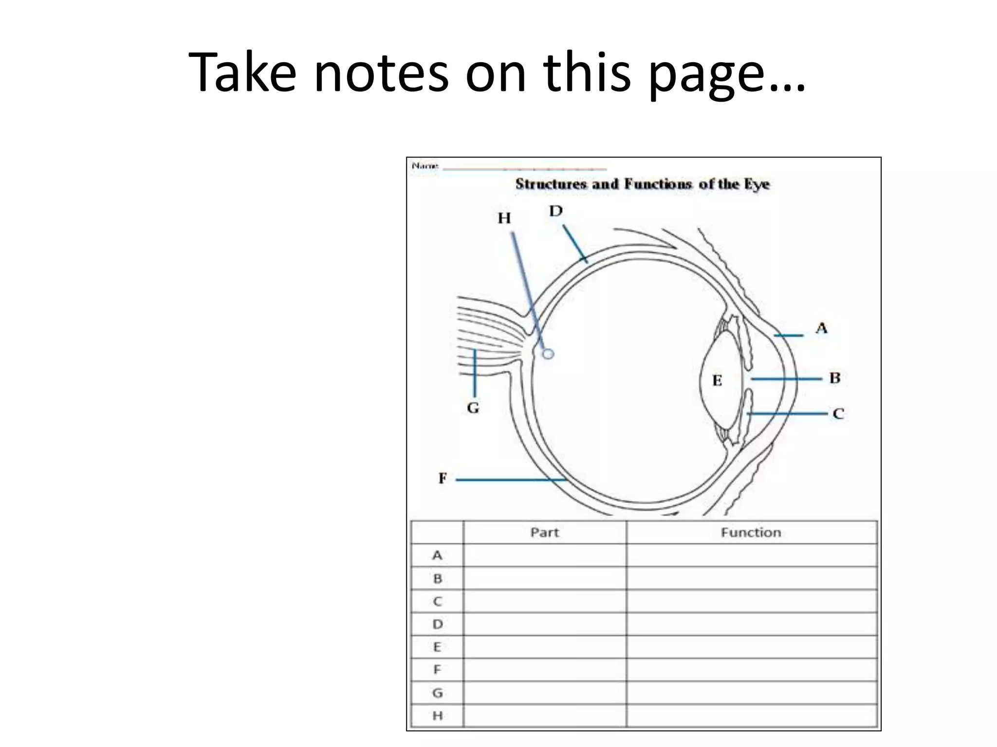 The Human Eye PowerPoint.pptx