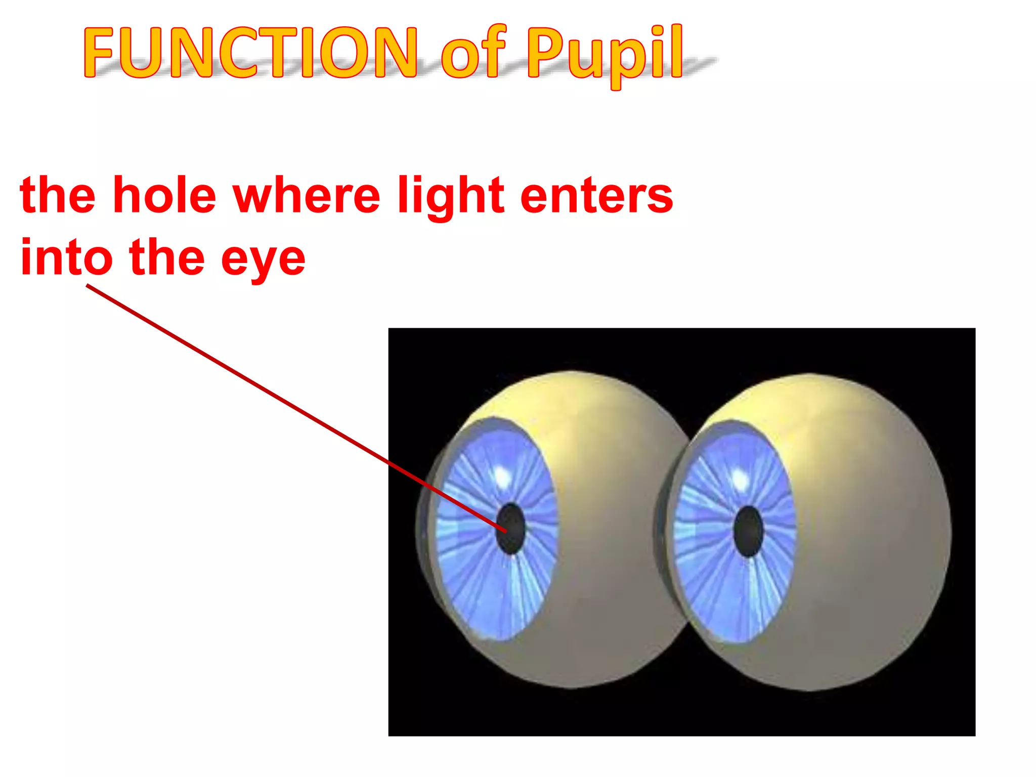 The Human Eye PowerPoint.pptx