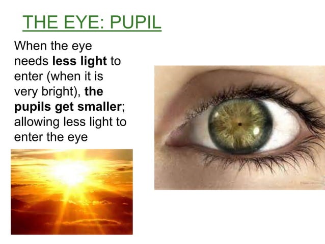 The Human Eye PowerPoint.pptx