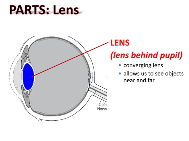 The Human Eye PowerPoint.pptx