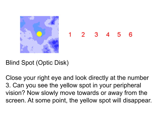 The Human Eye PowerPoint.pptx