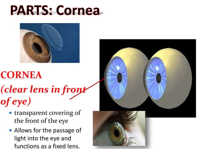 The Human Eye PowerPoint.pptx