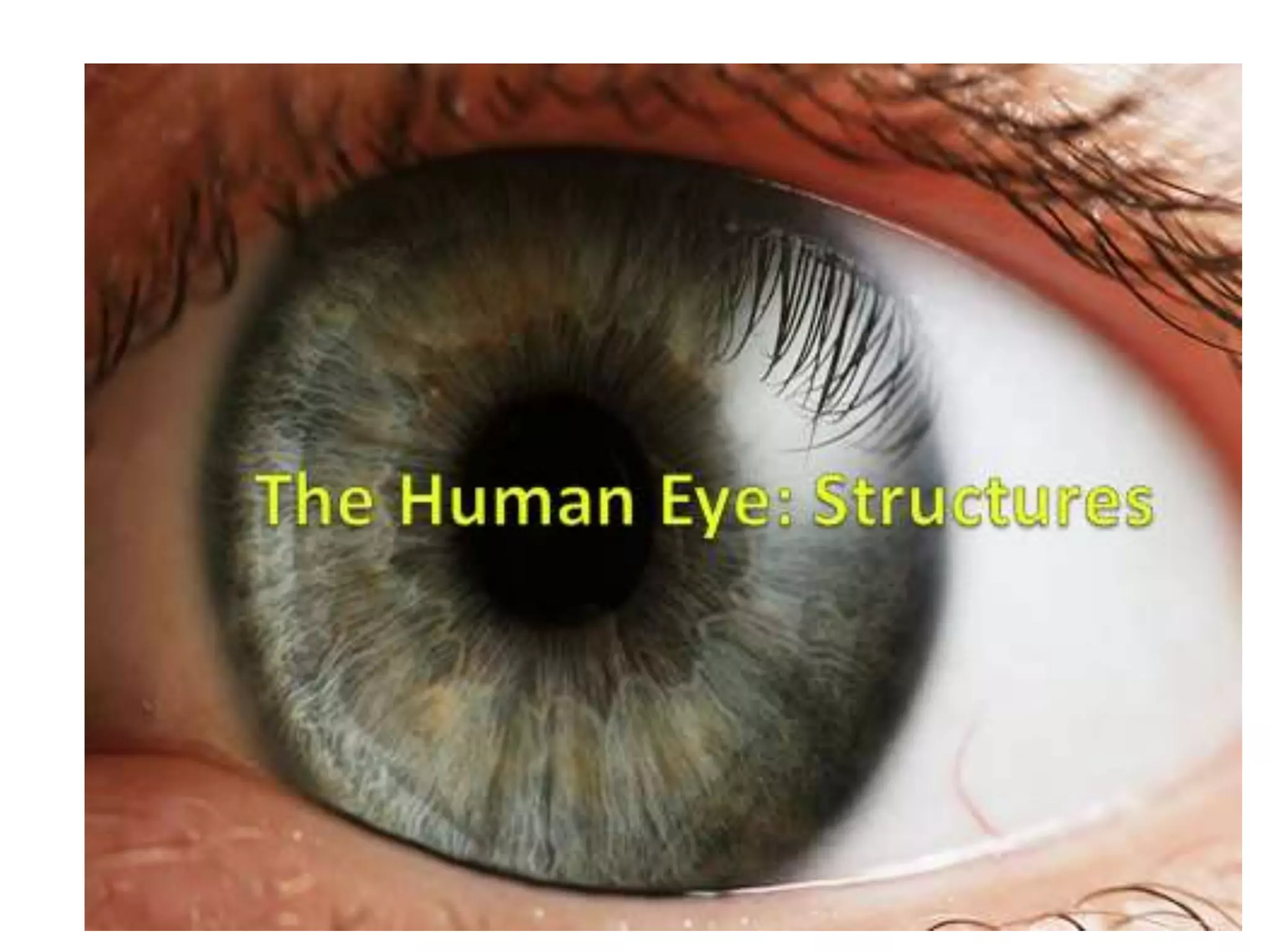The Human Eye PowerPoint.pptx | Eye and Vision Conditions | Diseases ...