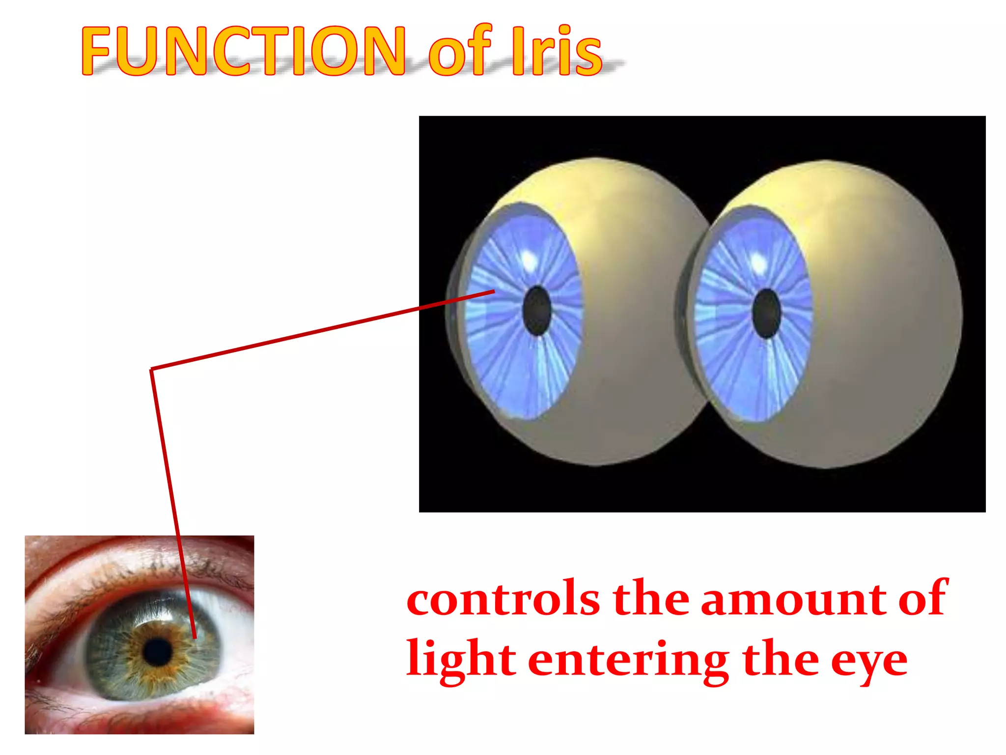 The Human Eye PowerPoint.pptx | Eye and Vision Conditions | Diseases ...