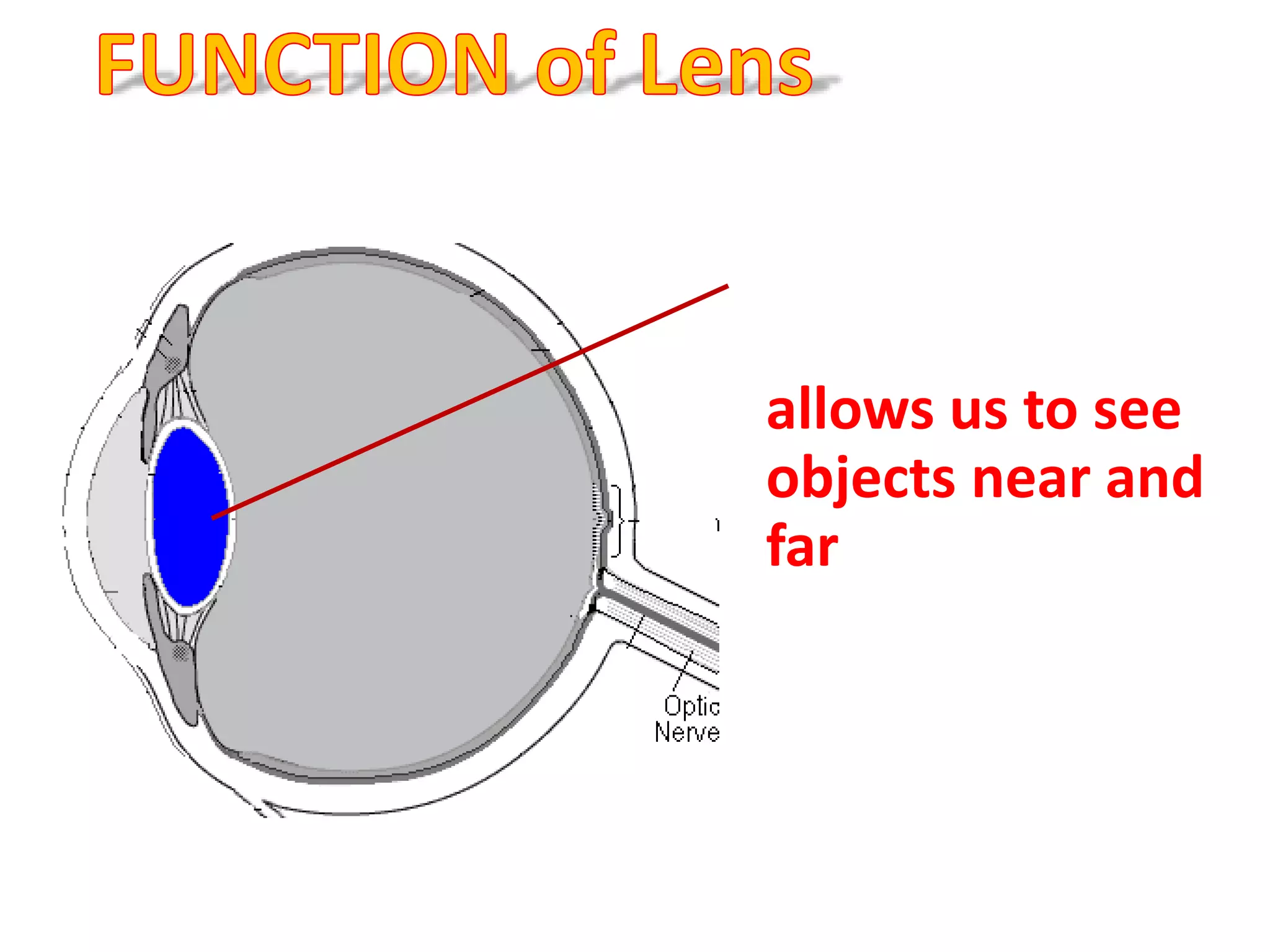 The Human Eye PowerPoint.pptx
