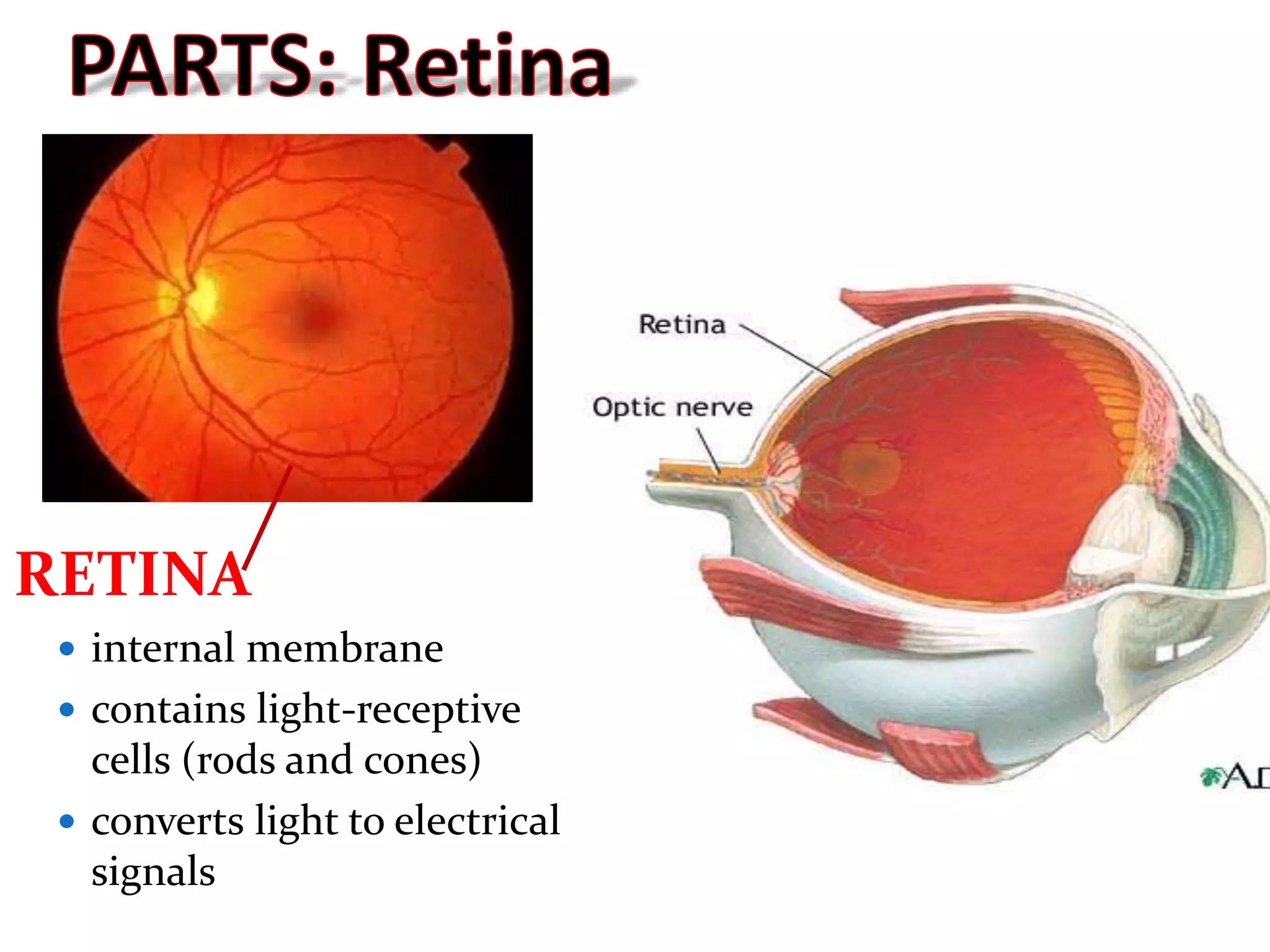 The Human Eye PowerPoint.pptx