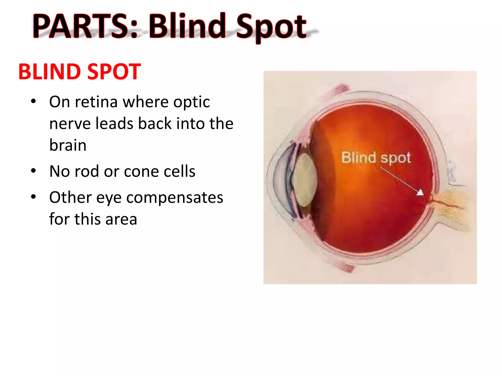 The Human Eye PowerPoint.pptx