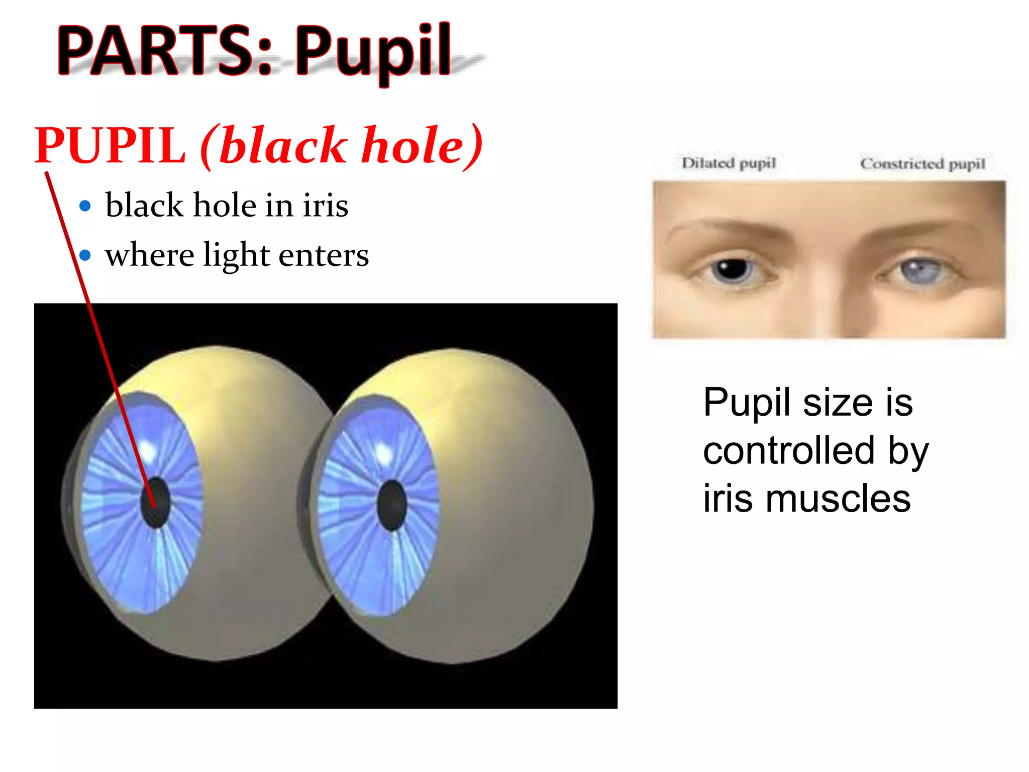 The Human Eye PowerPoint.pptx | Eye and Vision Conditions | Diseases ...