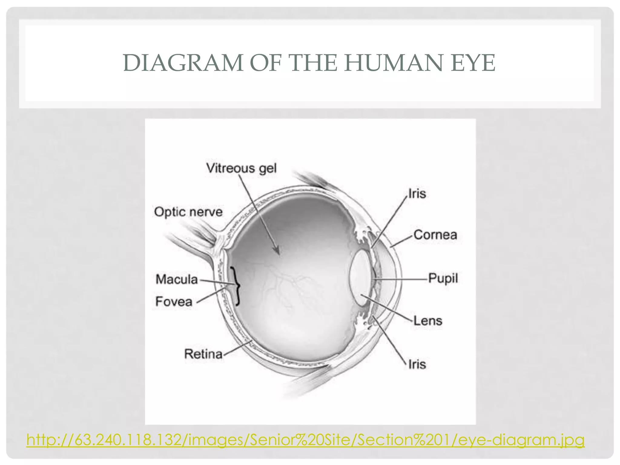 The human eye pp1 | PPTX