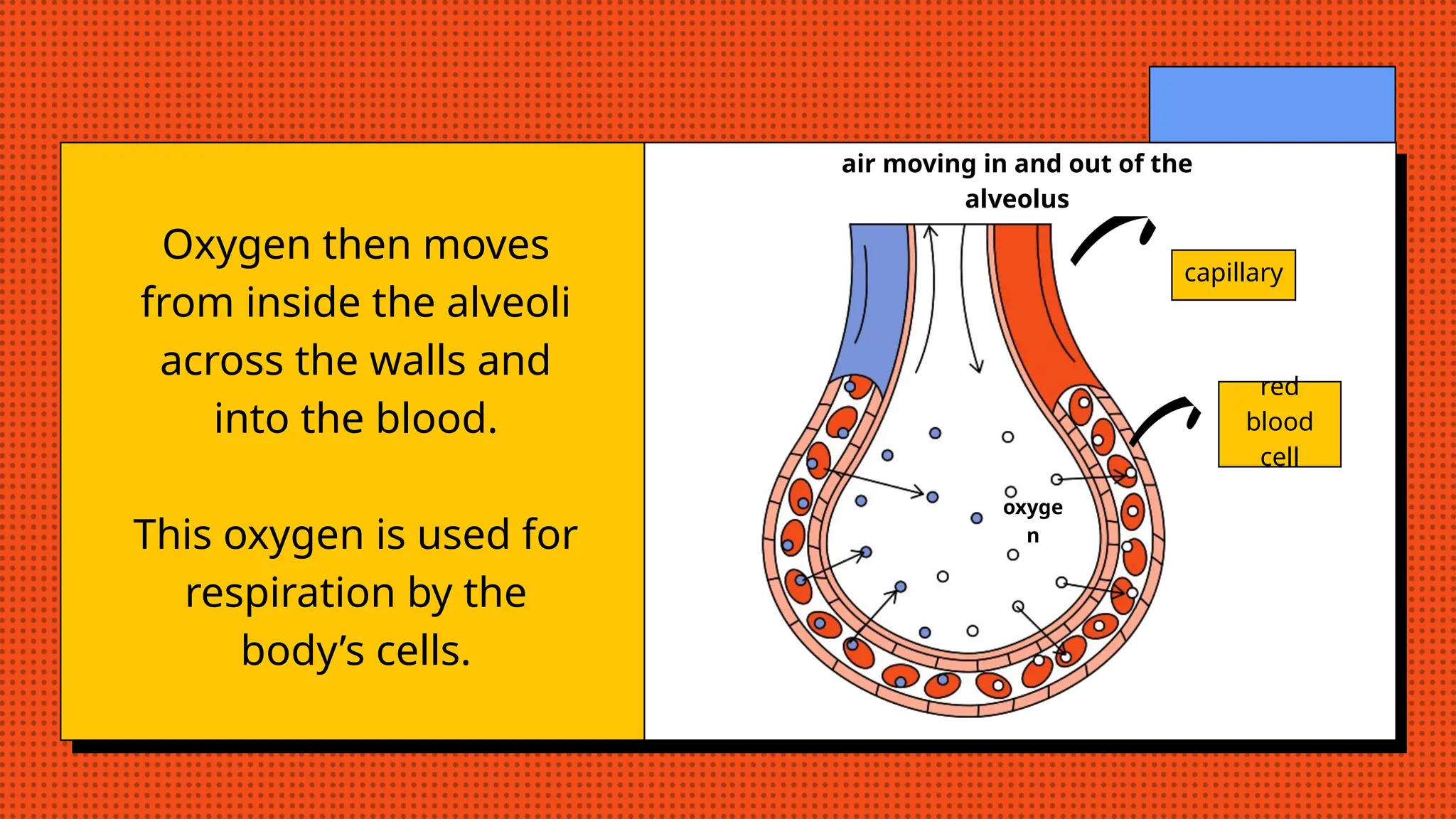 The Human Gas Exchange System Educational Video in Yellow Blue Simple ...