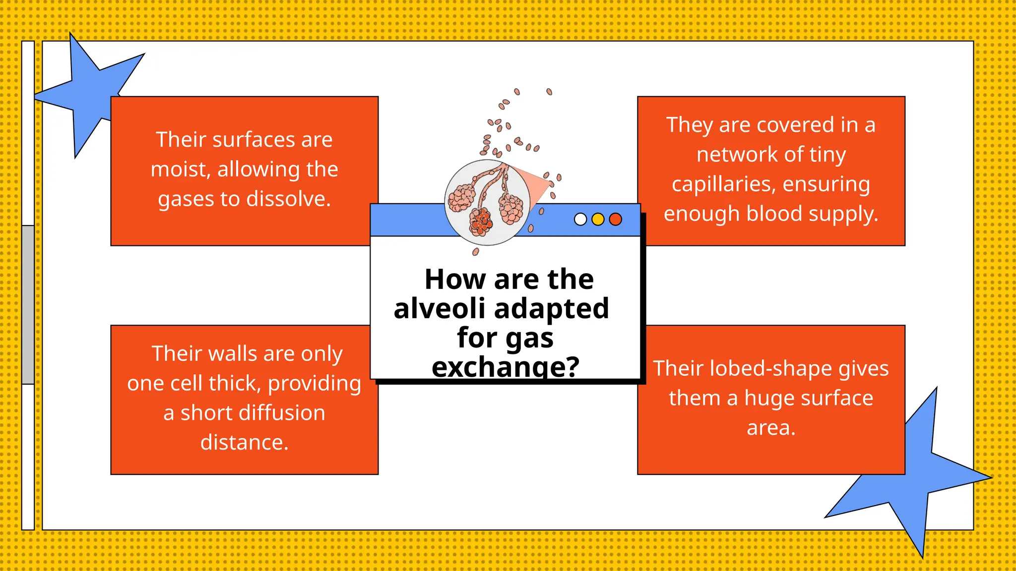 The Human Gas Exchange System Educationa | PPTX
