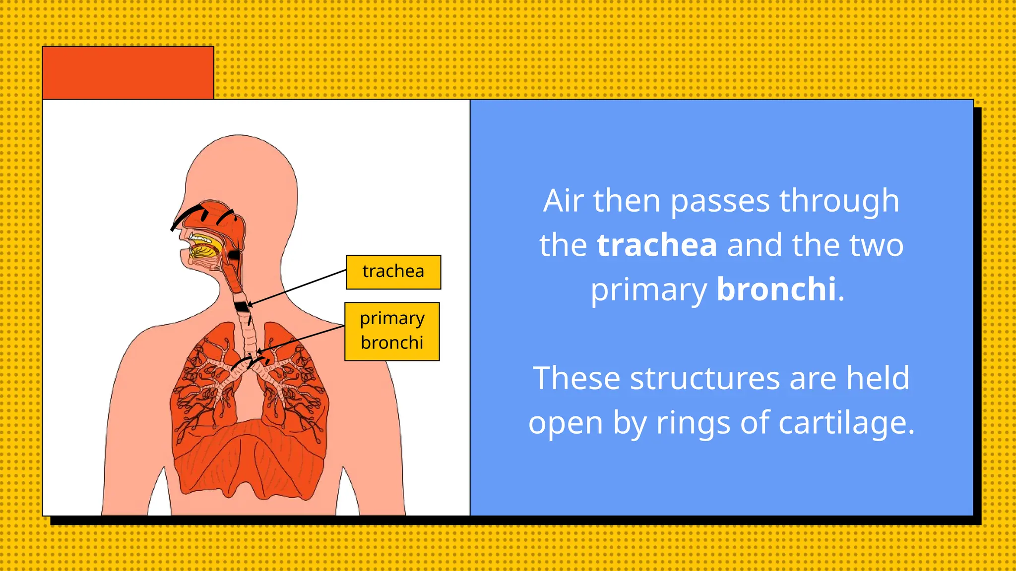The Human Gas Exchange System Educationa | PPTX