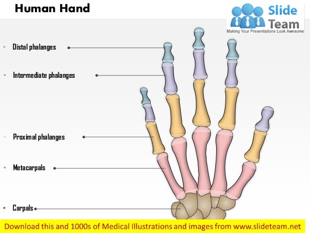 The human hand medical images for power point