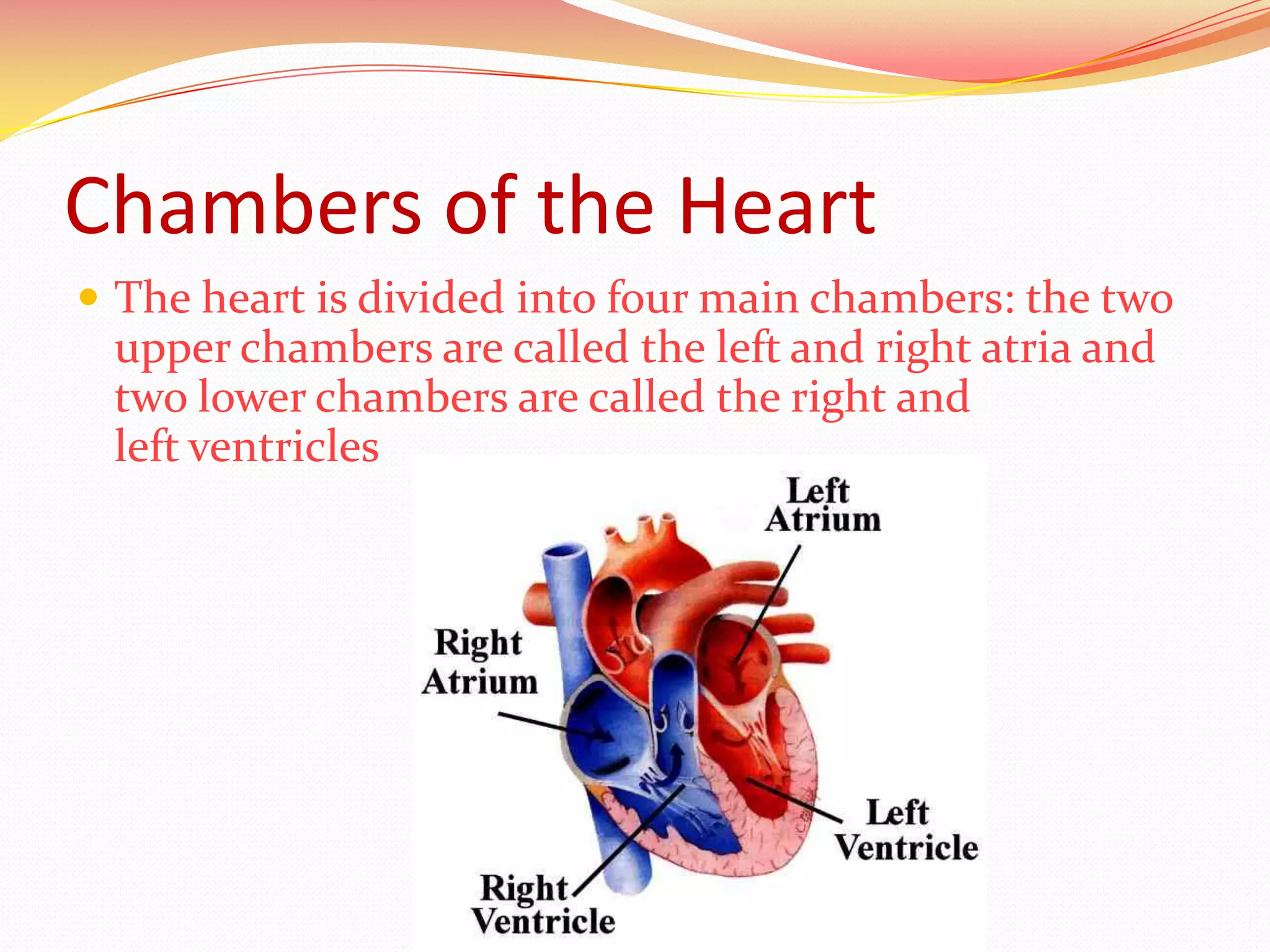 The Human Heart | PPTX