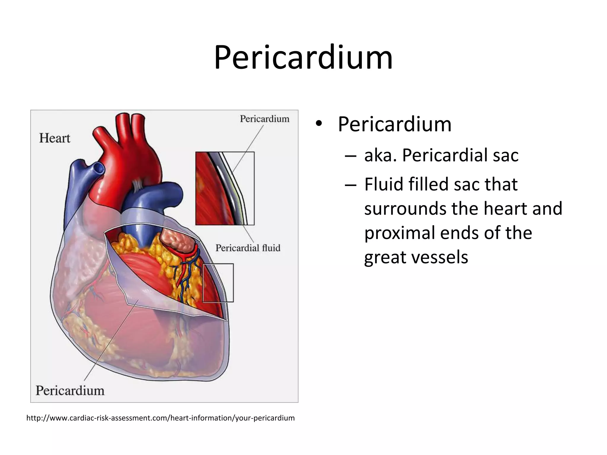 The human heart | PPTX | Heart and Cardiovascular Diseases | Diseases ...