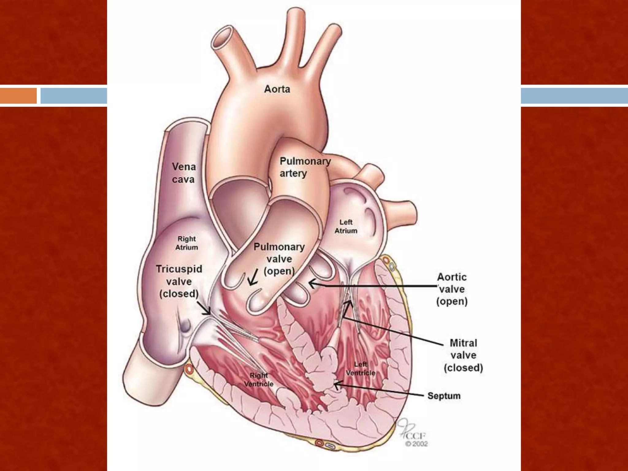 The Human Heart | PPSX
