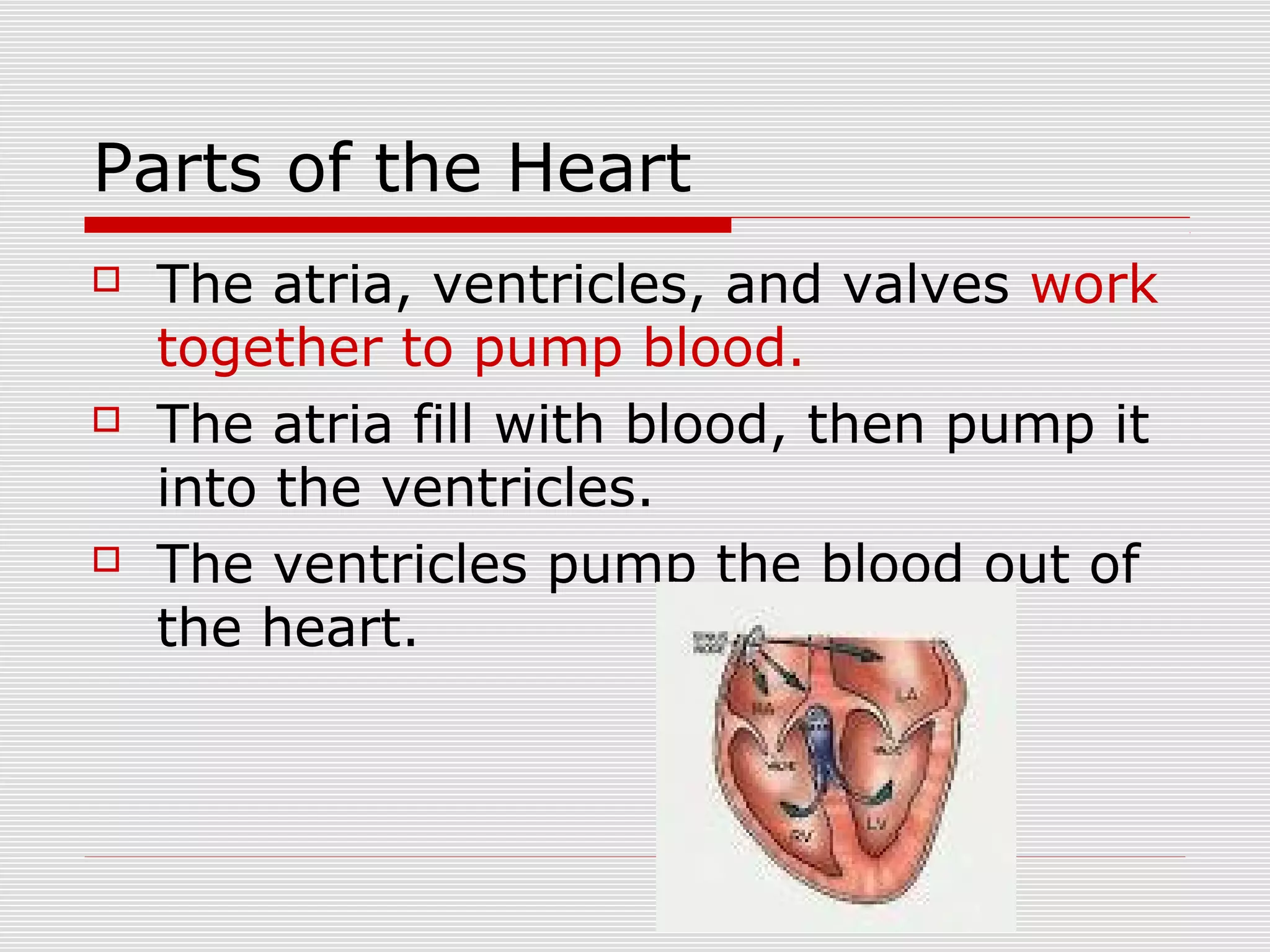 The human heart | PPT