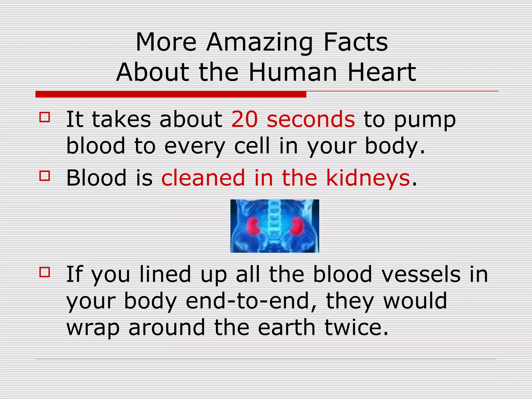 The human heart | PPT