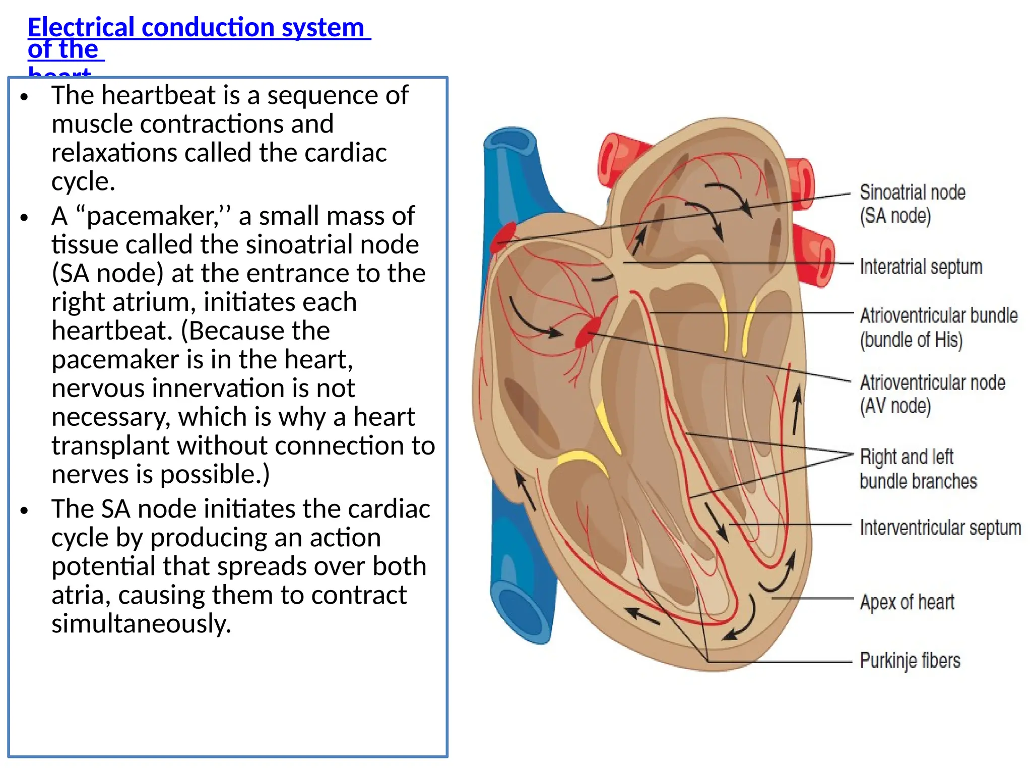 THE HUMAN HEART & Electrical conduction System of the Heart.pptx