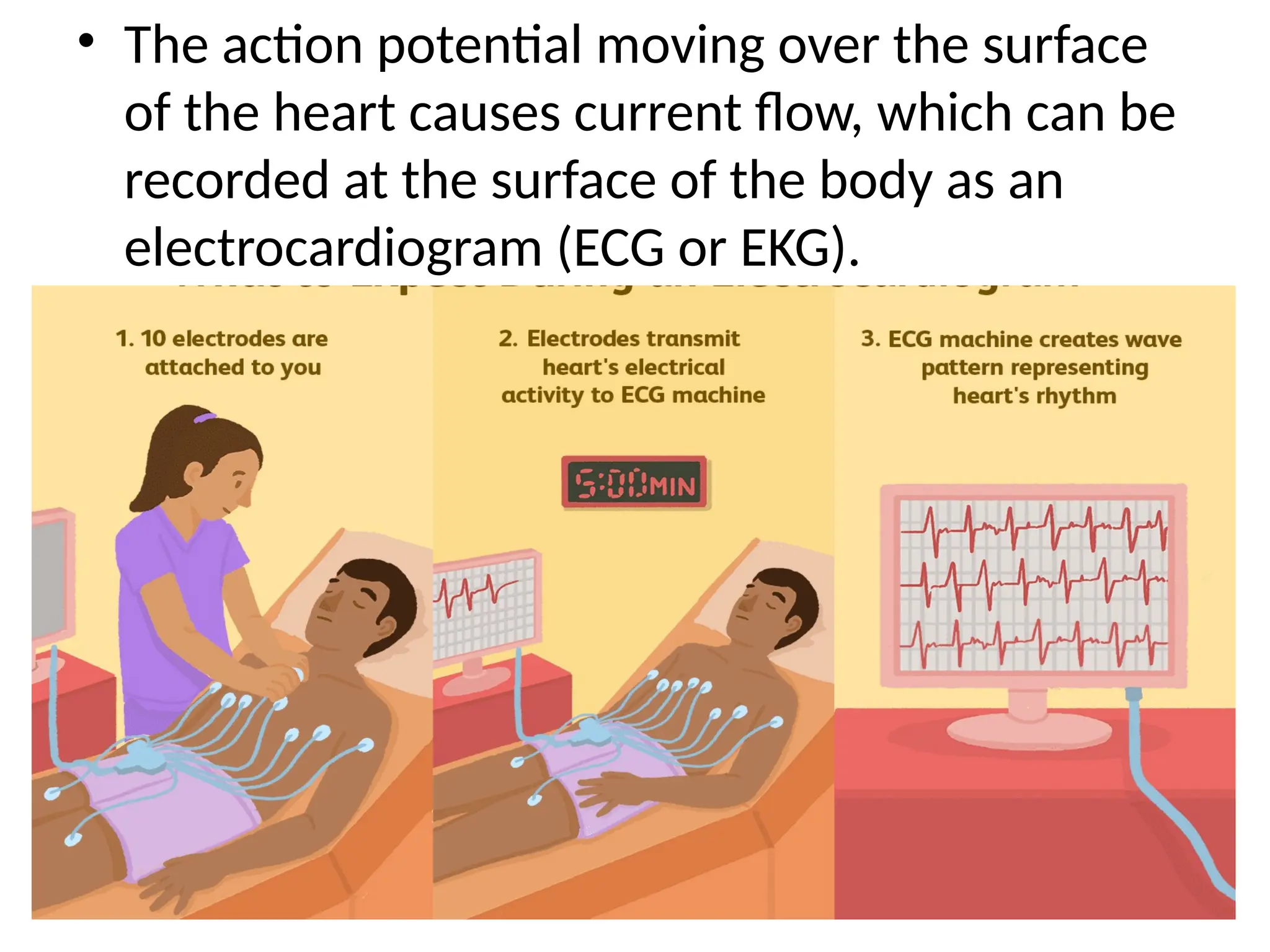 THE HUMAN HEART & Electrical conduction System of the Heart.pptx