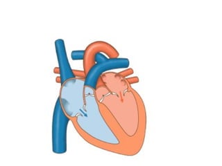 THE HUMAN HEART & Electrical conduction System of the Heart.pptx