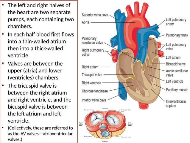 THE HUMAN HEART & Electrical conduction System of the Heart.pptx