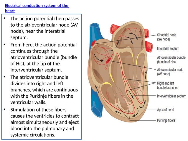 THE HUMAN HEART & Electrical conduction System of the Heart.pptx