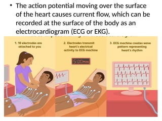 THE HUMAN HEART & Electrical conduction System of the Heart.pptx