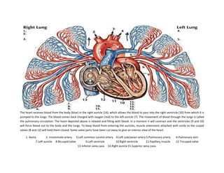 The human heart labeling activity | DOCX