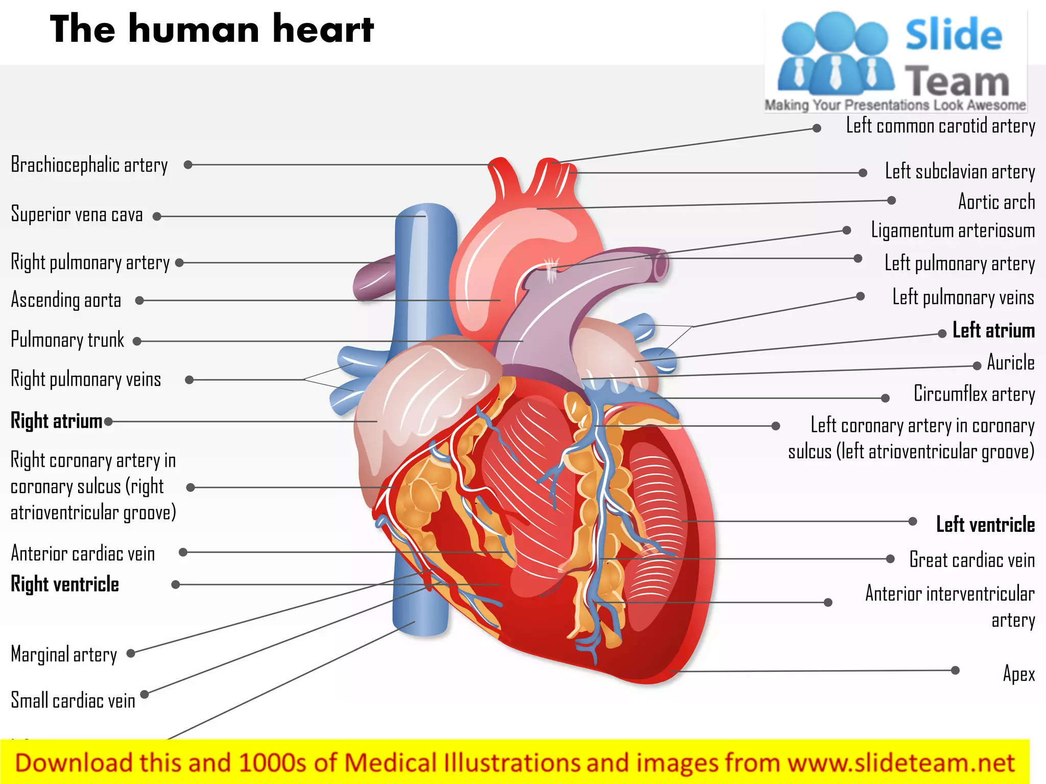 The human heart medical images for power point | PDF