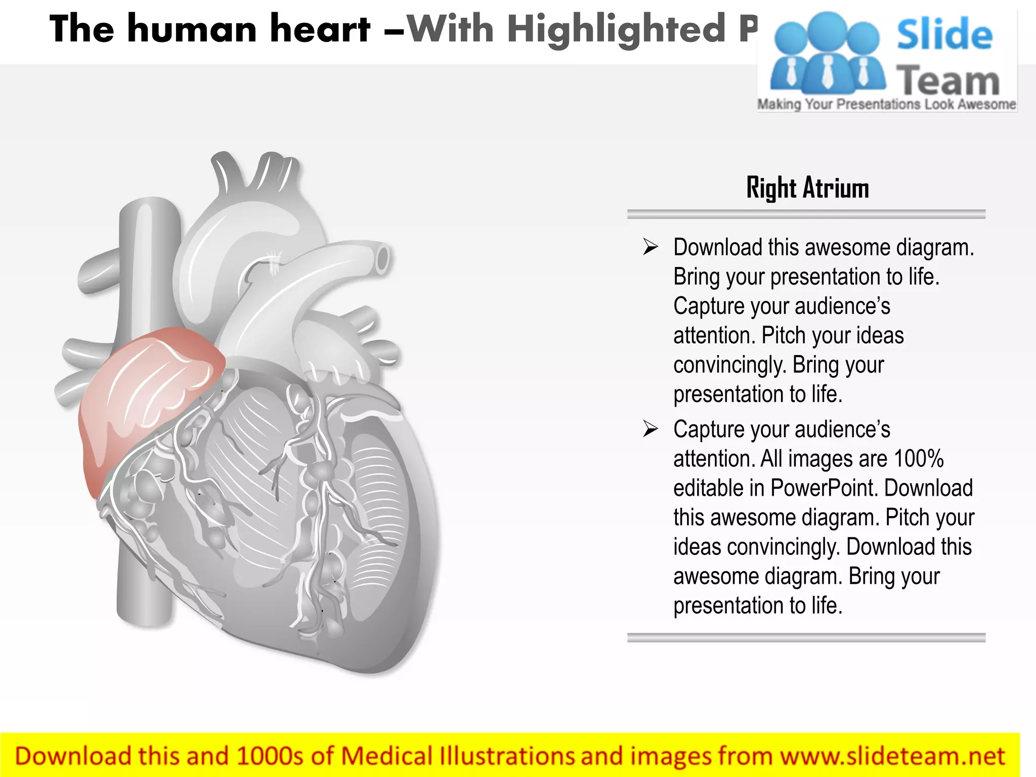 The human heart medical images for power point | PDF