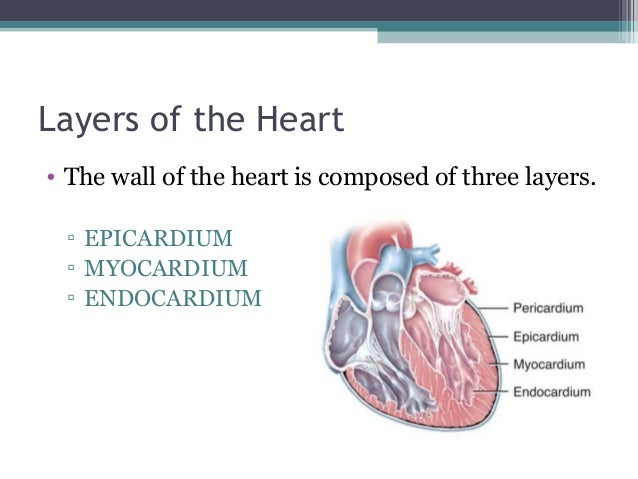 The human heart [recovered]