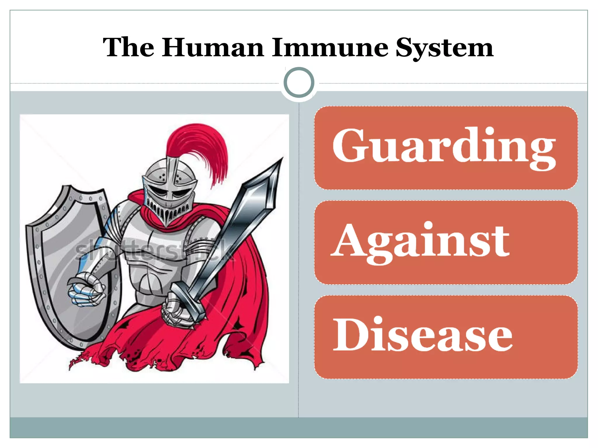 The human immune system | PPT