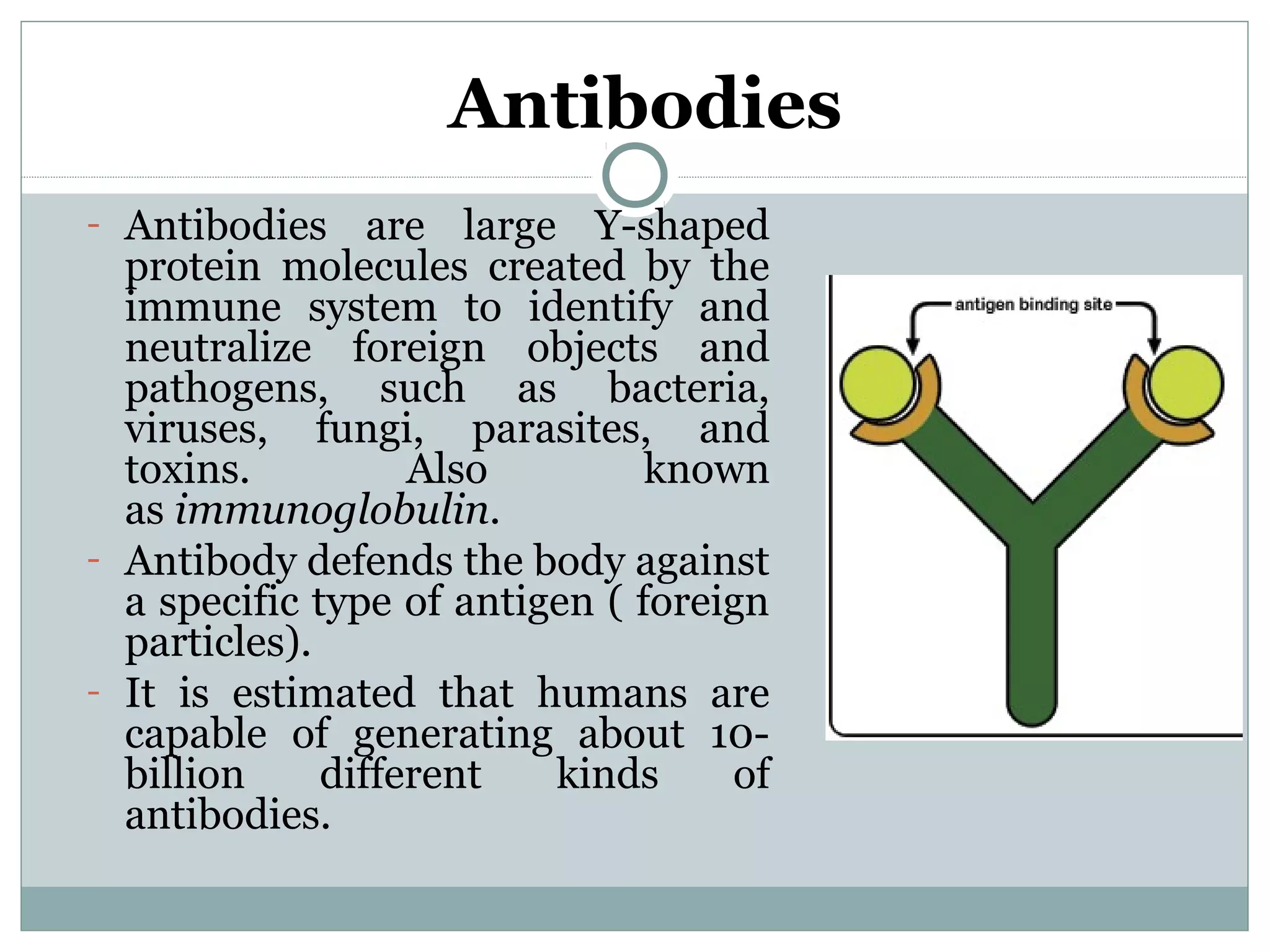 The human immune system | PPT