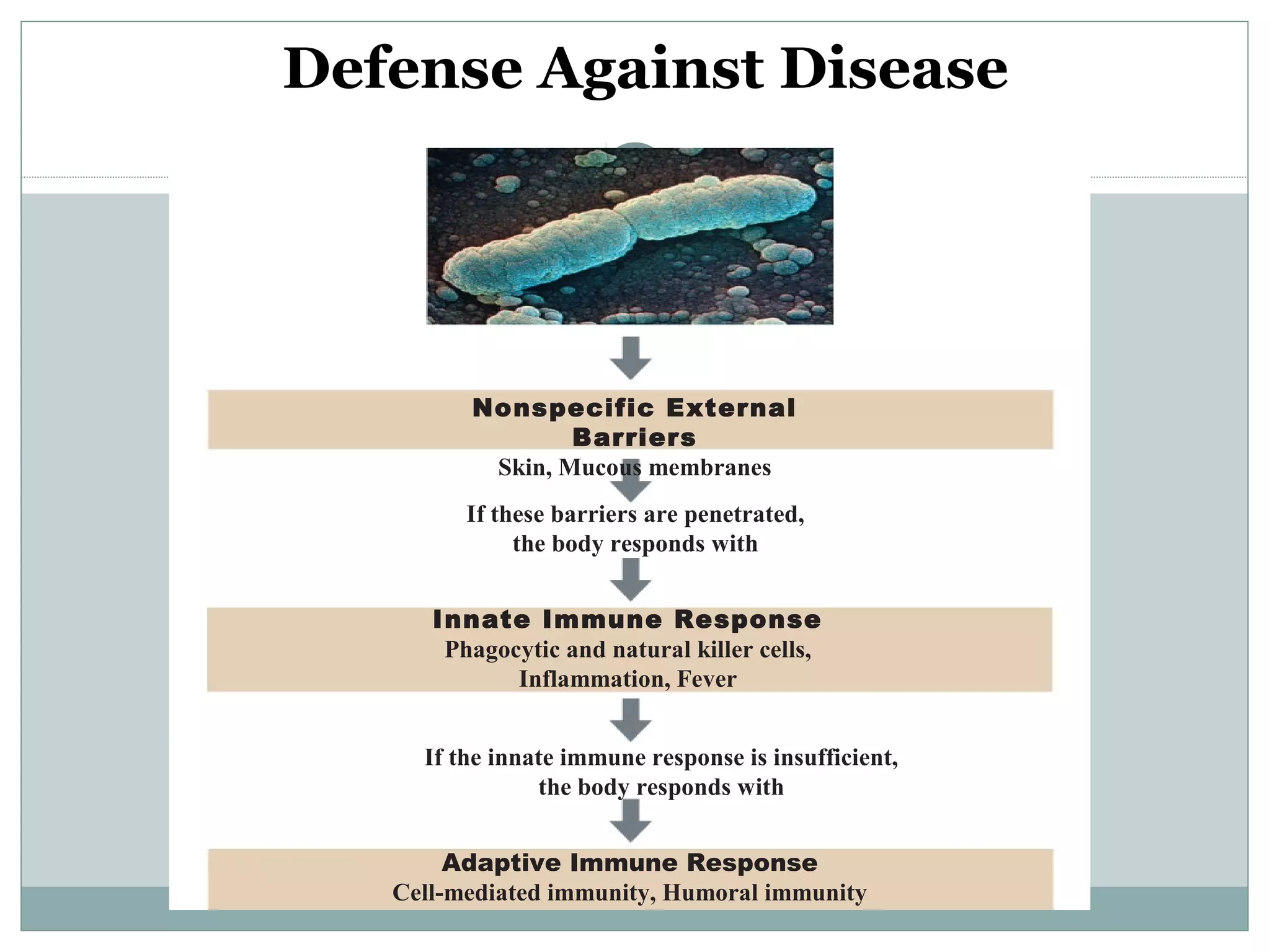 The human immune system | PPT