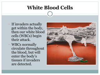 The human immune system | PPT