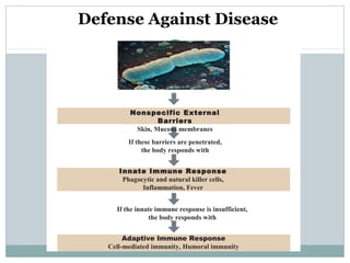 The human immune system | PPT
