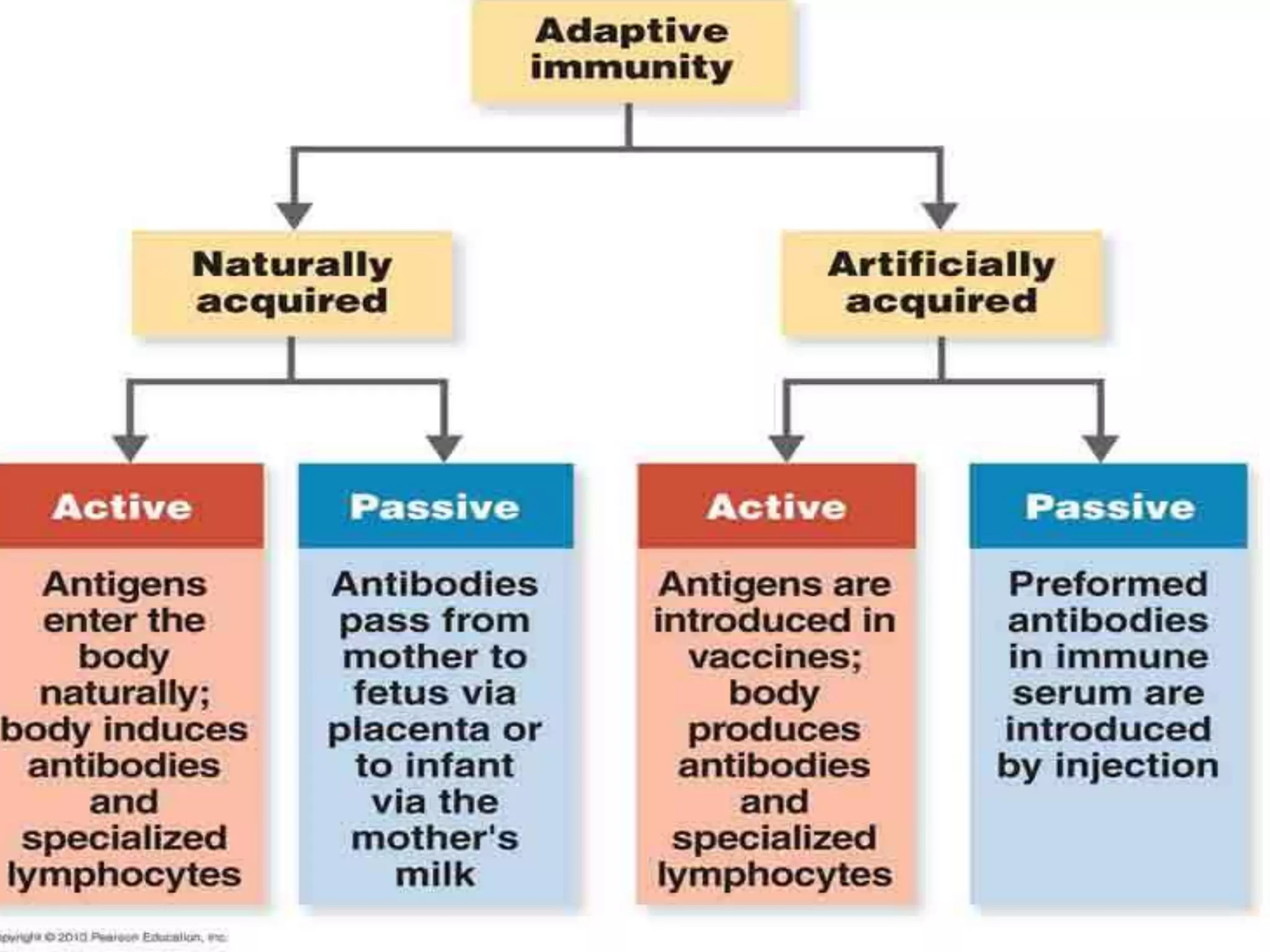 The human immune system | PPT