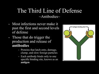 The Human Immune System.ppt