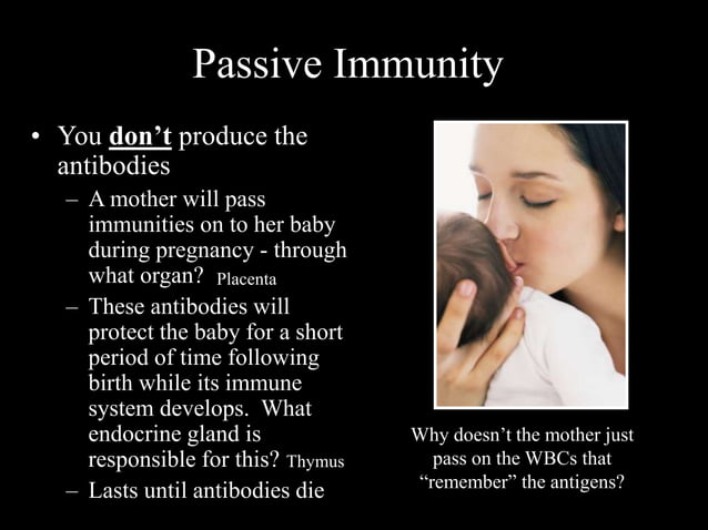 The Human Immune System.ppt