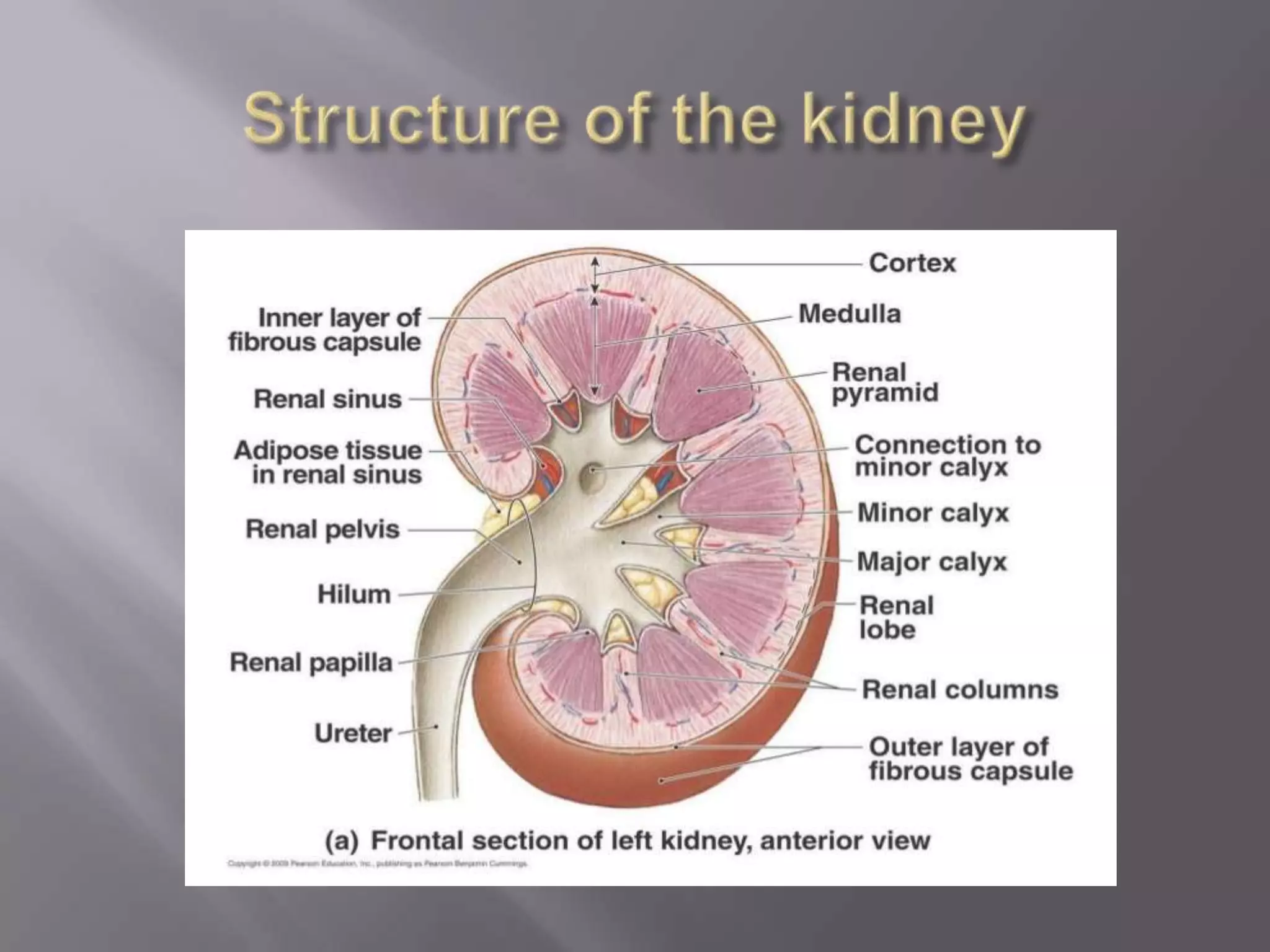 The human kidney | PPTX