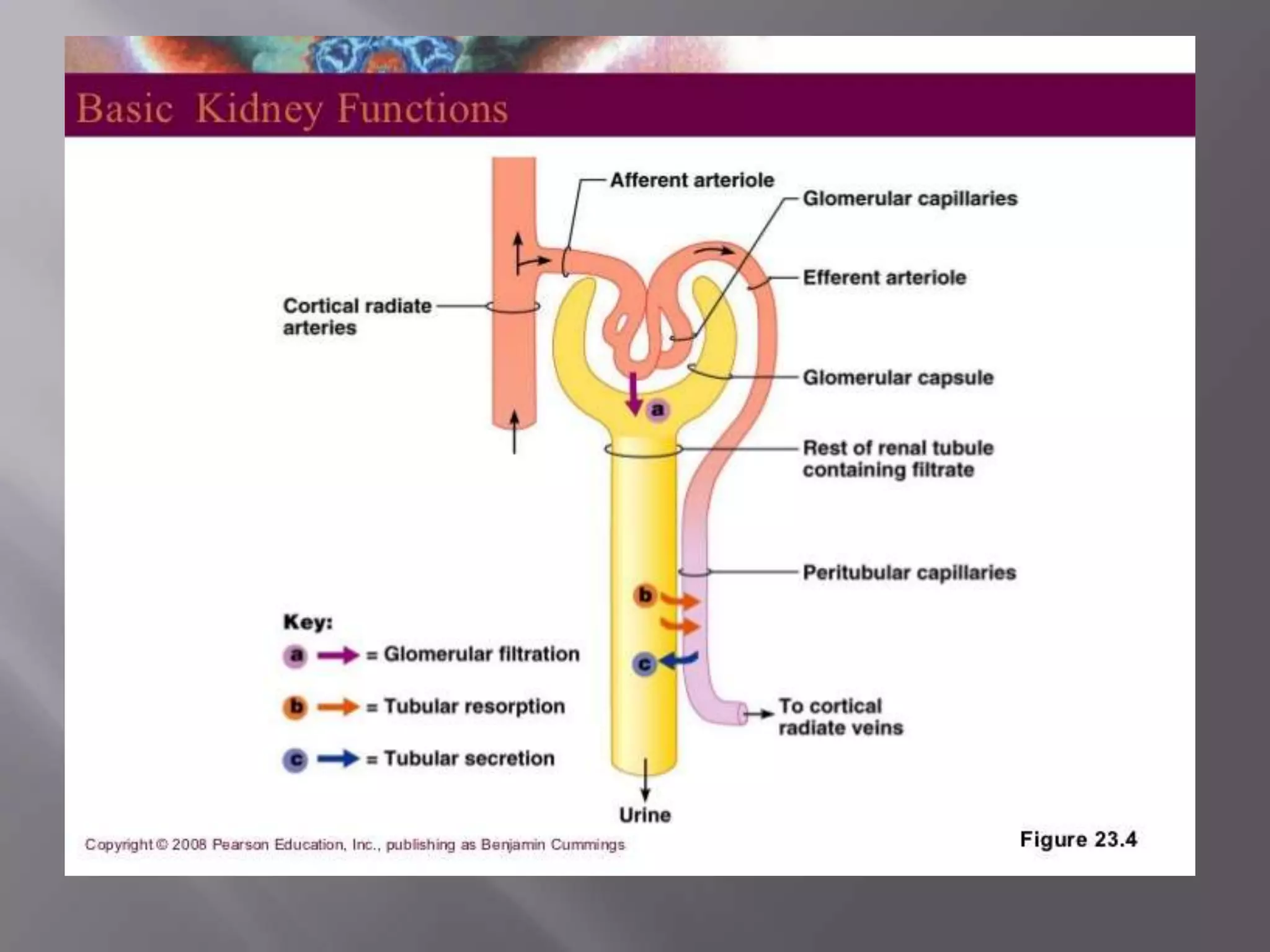 The human kidney | PPTX
