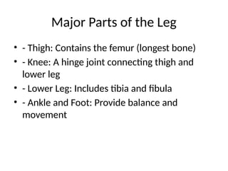 The_Human_Leg_Presentation PowerPoint presentation on "The Human Leg ...