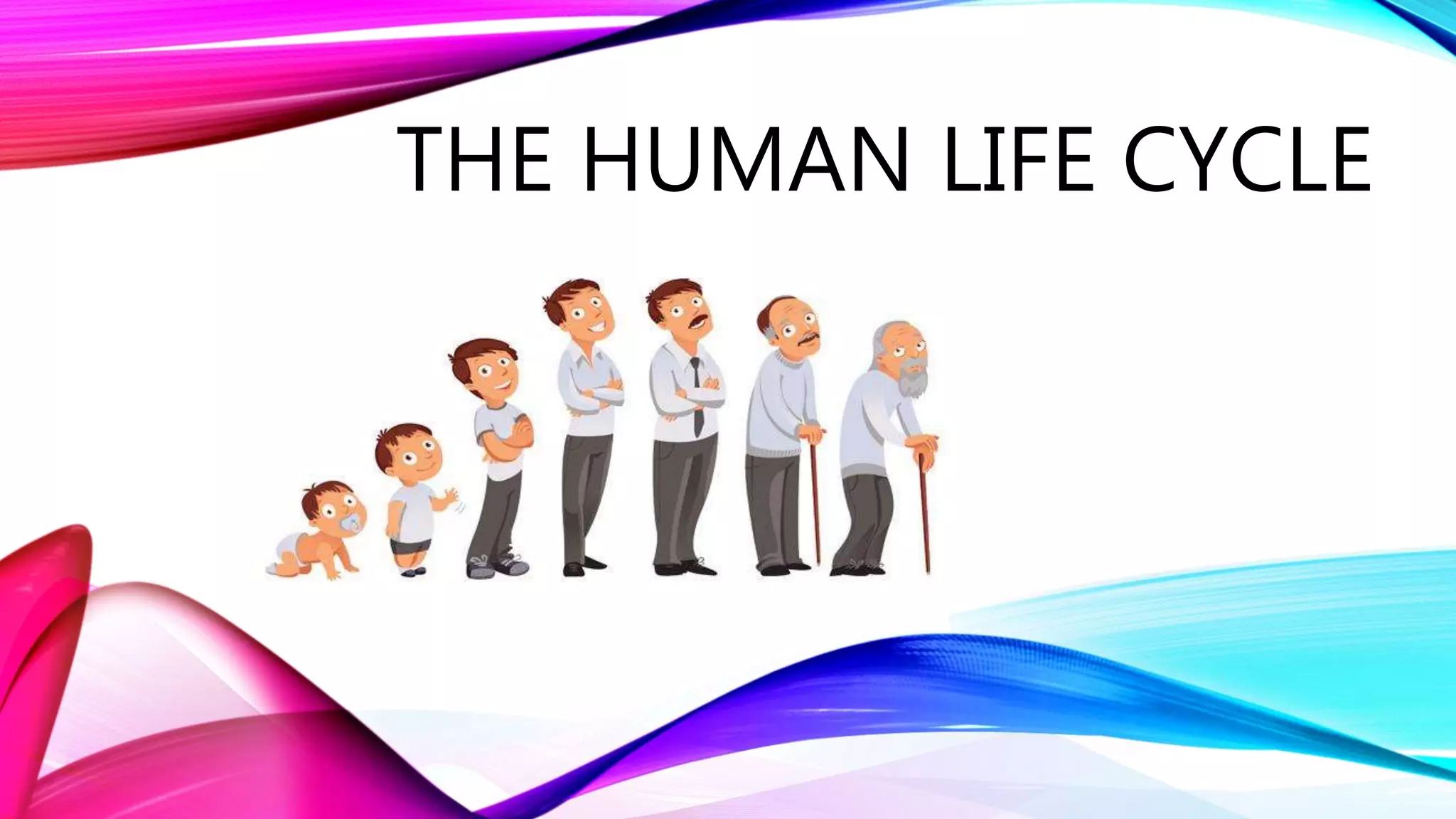 The human life cycle | PPTX
