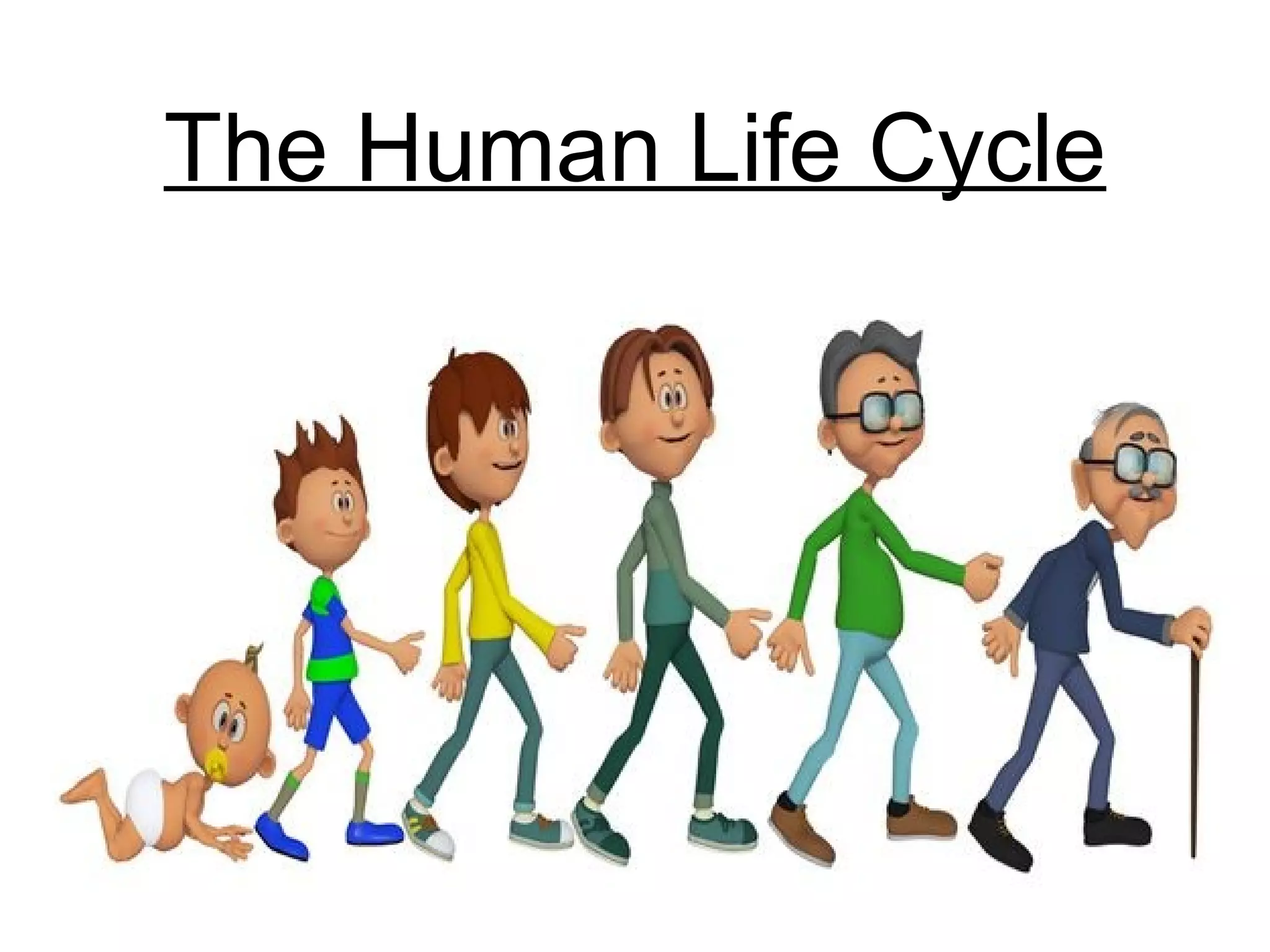 The human life cycle | PPT