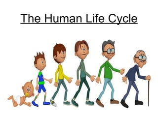 Human Life Cycle