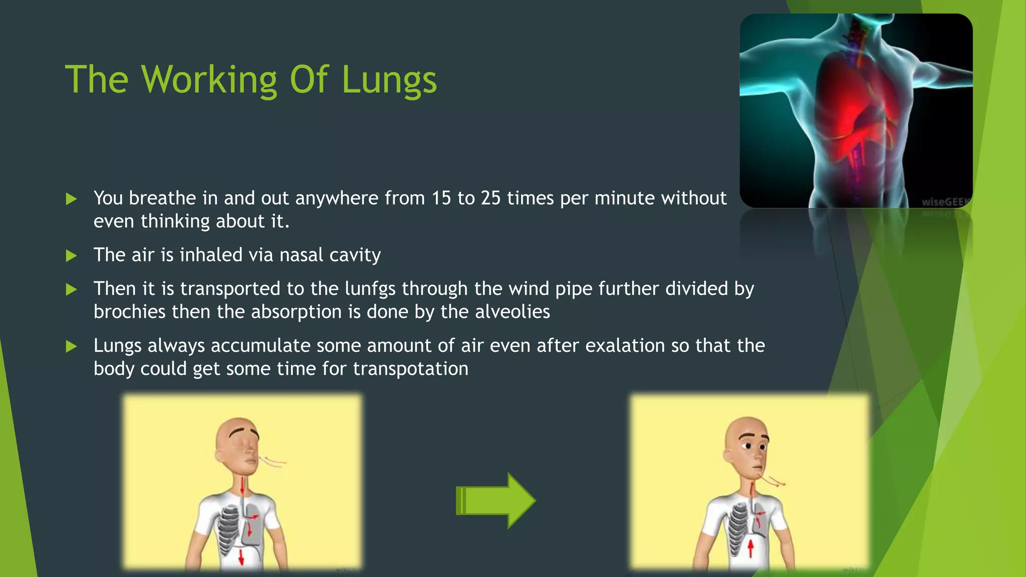 The human lungs | PPTX
