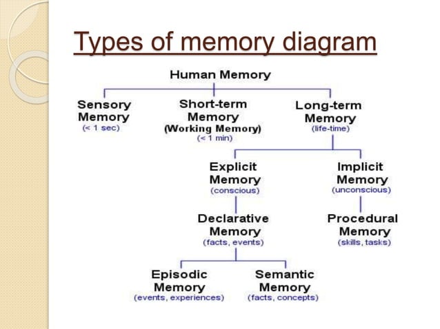 The human memory | PPTX