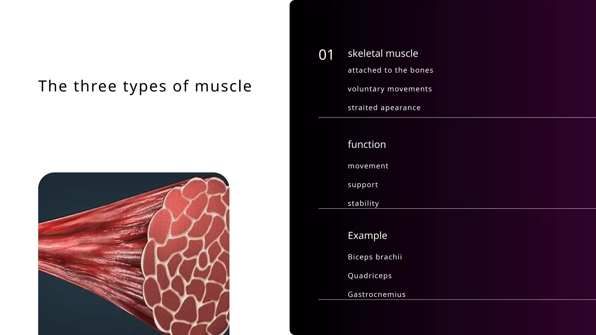 bio 104 anatomy the human muscular system (1).pptx